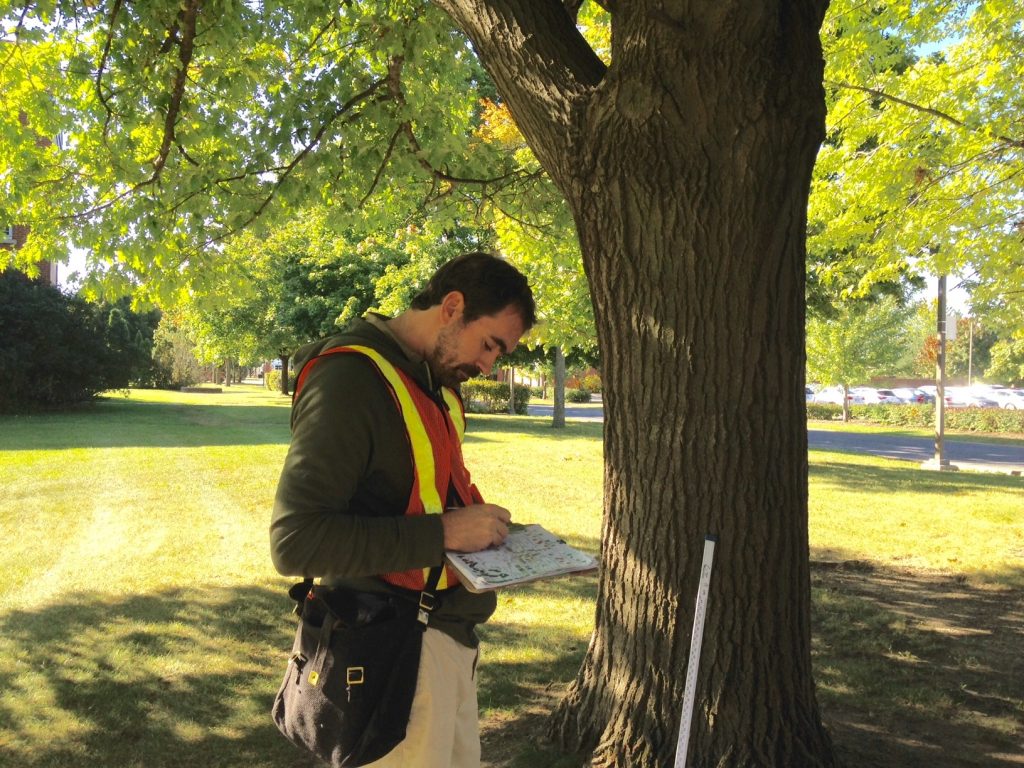 Inventaire d'arbres | Xyleme Ingénieur Forestier Urbain