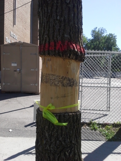 Arbre-piège | Xyleme Ingénieur Forestier Urbain