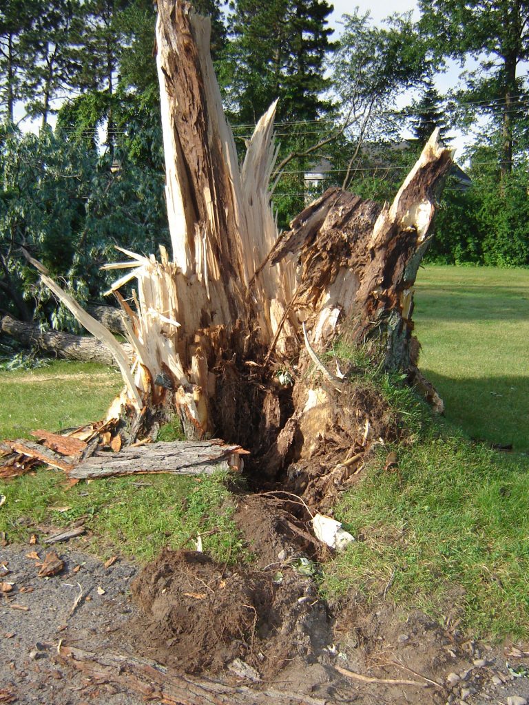 Tree Assessments | Xyleme Ingénieur Forestier Urbain