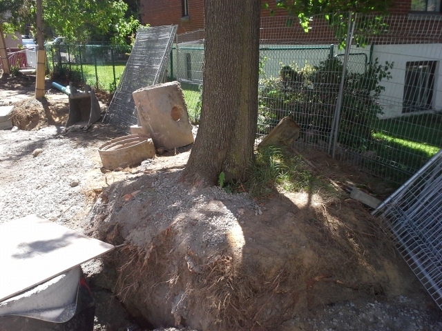 Tree Assessments | Xyleme Ingénieur Forestier Urbain