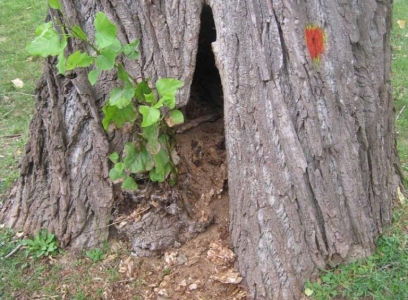 Expertise d’arbres | Xyleme Ingénieur Forestier Urbain