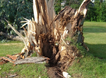 Expertise d’arbres | Xyleme Ingénieur Forestier Urbain