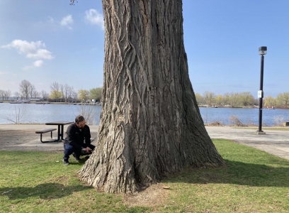 Expertise d’arbres | Xyleme Ingénieur Forestier Urbain